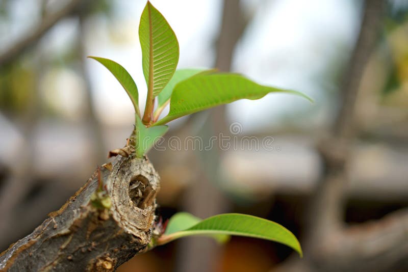 Growing leaves stock photo. Image of leaves, resurruction - 84653948