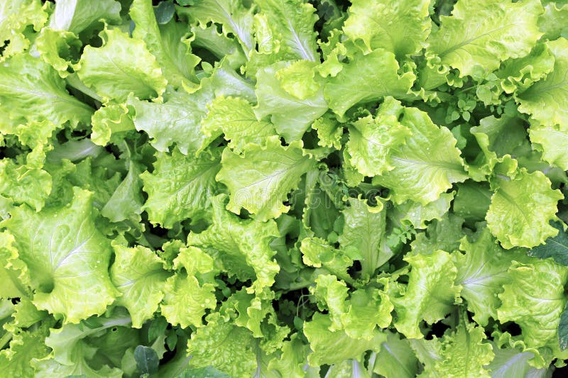 Growing leaves lettuce stock image. Image of healthy - 56267511