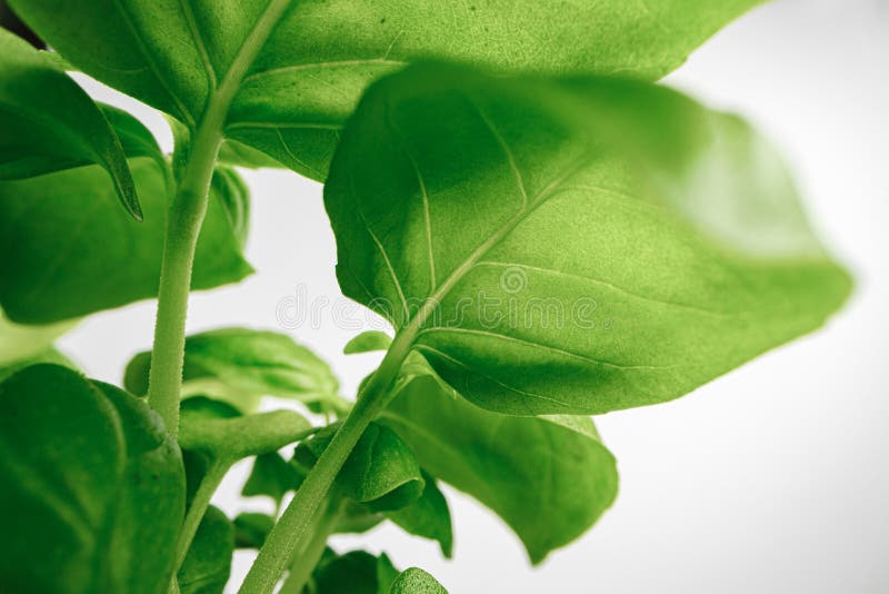 Growing Leaves of Micro Green Plant Macro Stock Image - Image of ...