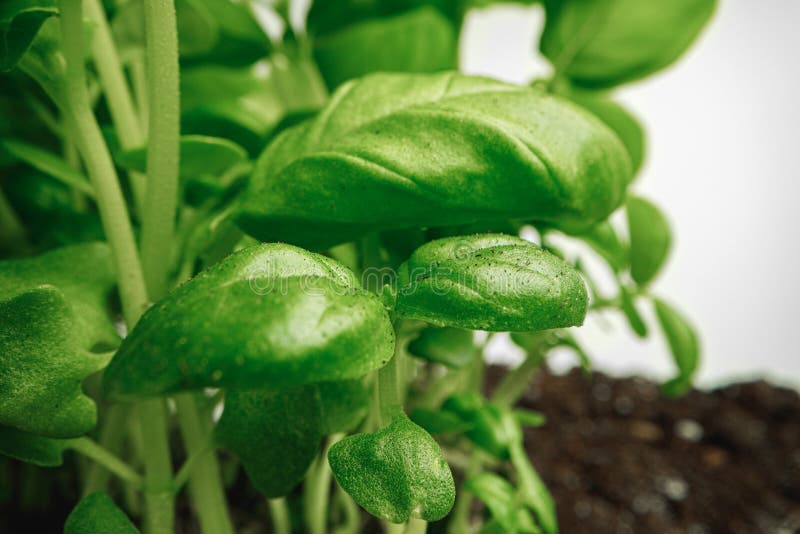 Growing Leaves of Micro Green Plant Macro Stock Photo - Image of ...