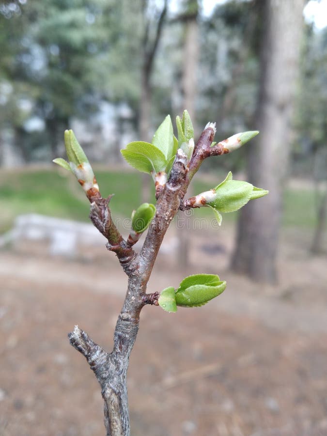 Growing leaves in spring. stock image. Image of brank - 213558845