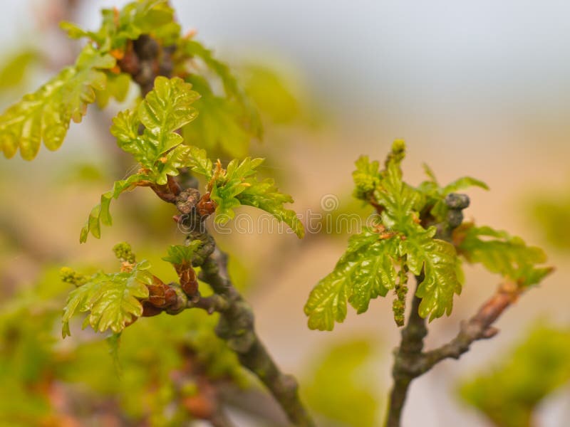 Early Spring, Young Larch Close-up, Concept of Spring, Seasons, Weather ...