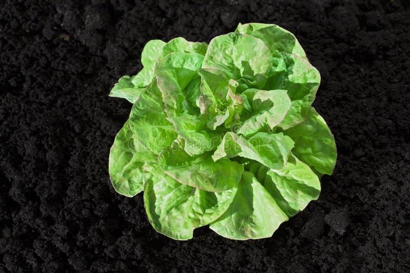 Growing lettuce stock image. Image of fresh, food, health - 41977399