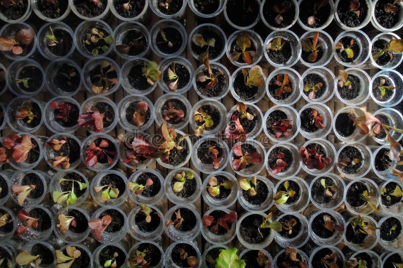 Growing Lettuce in the Plastic Pots Stock Photo - Image of food, insect ...