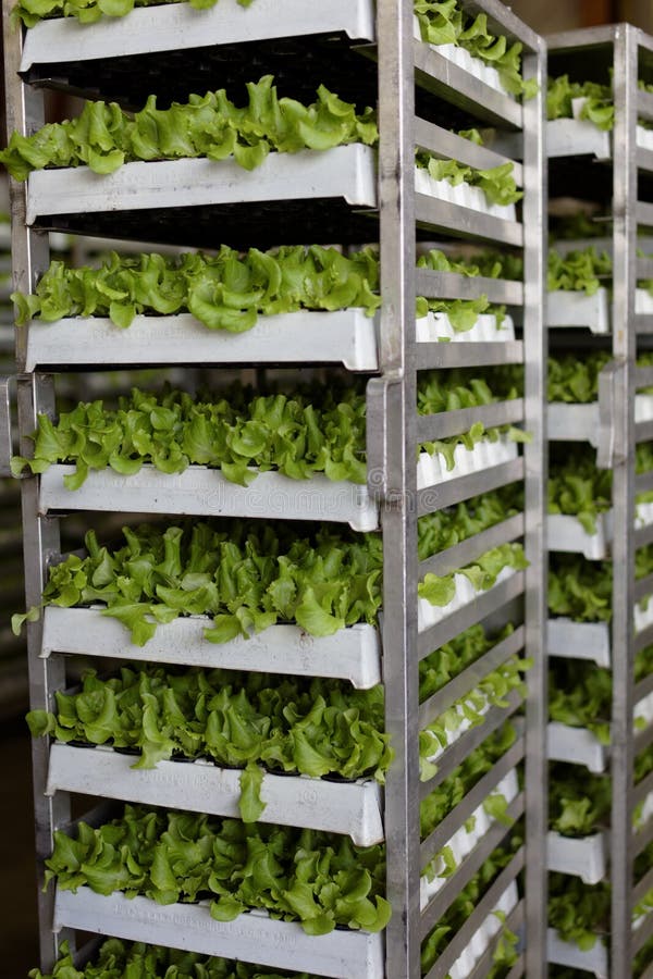 Growing lettuce stock image. Image of green, tray, lettuce - 93755447