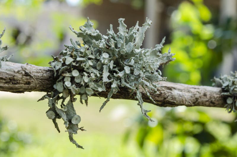 Growing Lichen on a Horizontal Stick Stock Photo - Image of cladonia ...