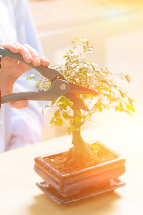 Growing little bonsai tree stock image. Image of care - 168791333