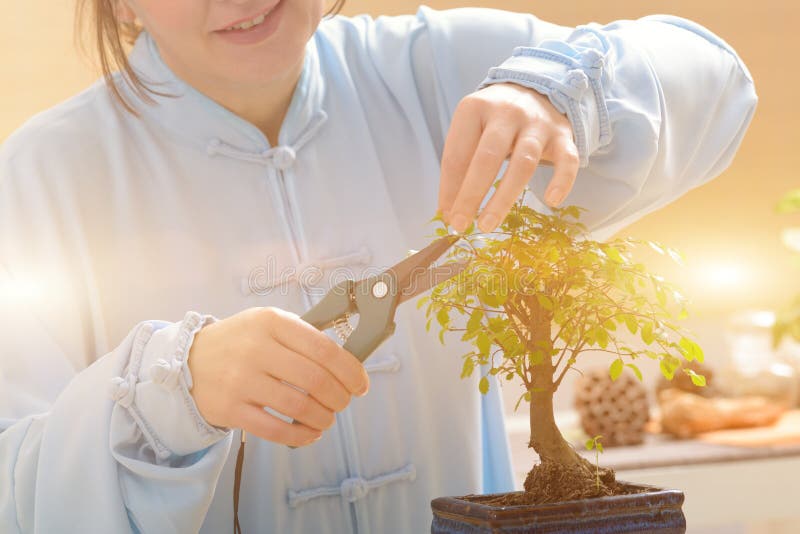 Growing little bonsai tree stock image. Image of nursery - 168791449