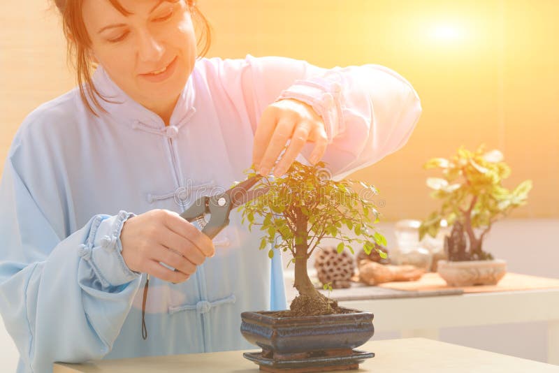 Growing little bonsai tree stock photo. Image of potted - 168791454