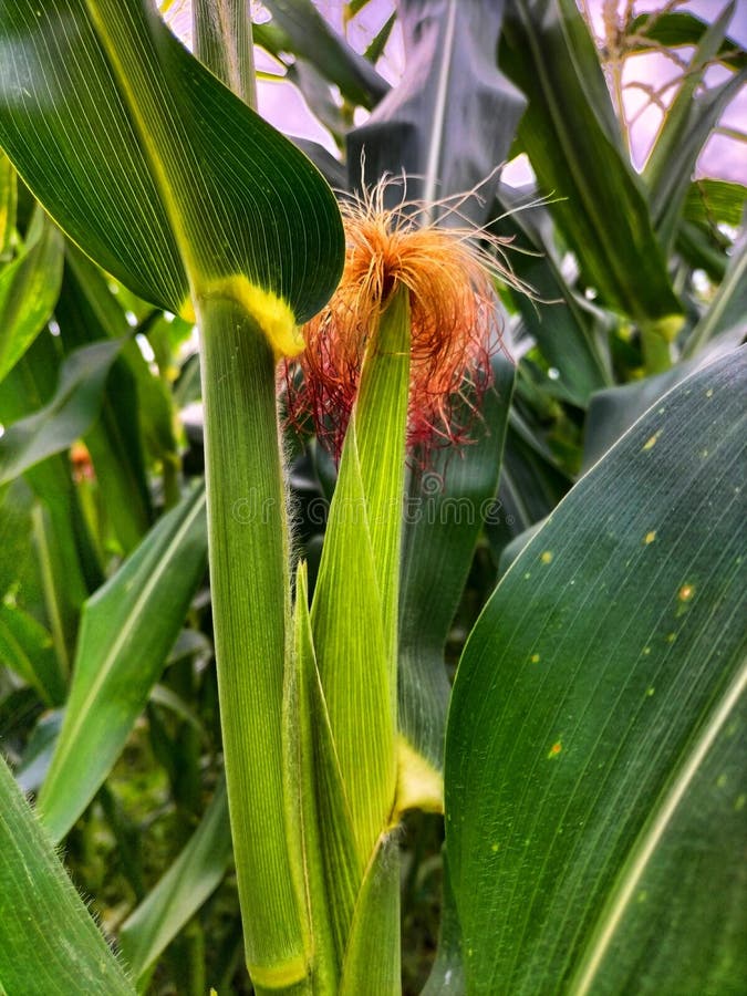 Growing little corn stock image. Image of leaf, crop - 287097235