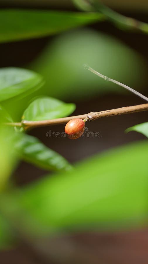 Growing Little Fruit on Leaves Stock Photo - Image of sisi, terbaik ...