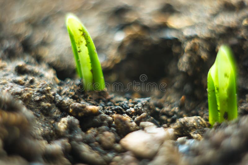 Growing Little Green Sprouts of Young Plants Stock Image - Image of ...
