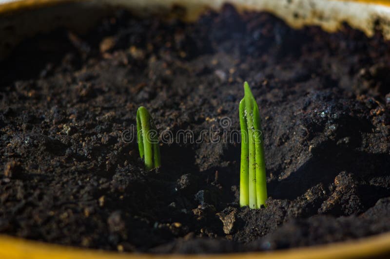 Growing Little Green Sprouts of Young Plants Stock Photo - Image of ...