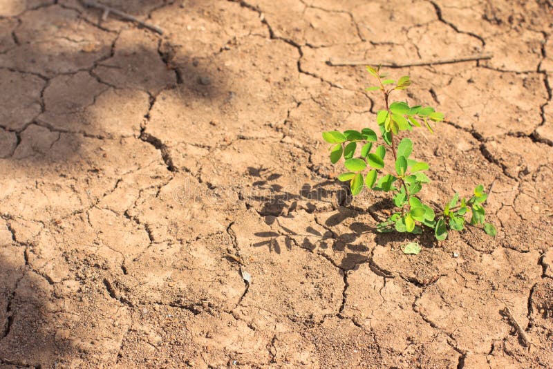 Growing Little Tree on Dry and Crack Soil Stock Photo - Image of earth ...