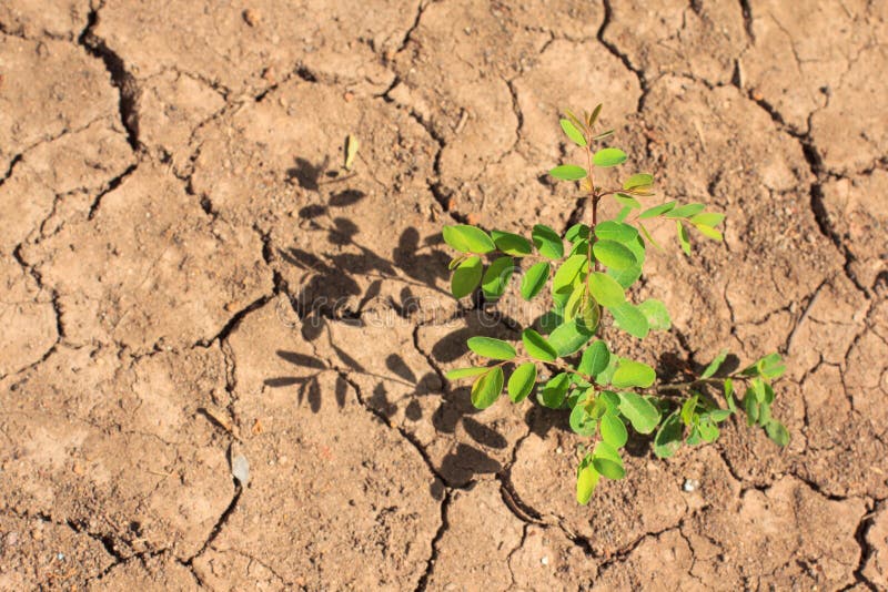 Growing Little Tree on Dry and Crack Soil Stock Image - Image of ...