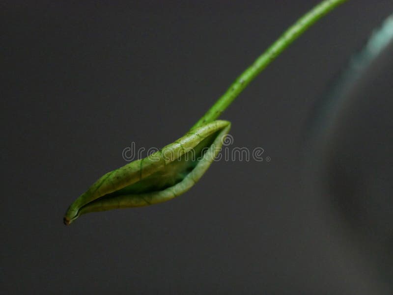 Growing Lotus from Seeds in an Aquarium. Small Lotus Leaf Close Up ...