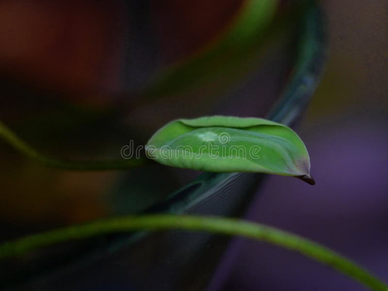 Growing Lotus from Seeds in an Aquarium. Small Lotus Leaf Close Up ...