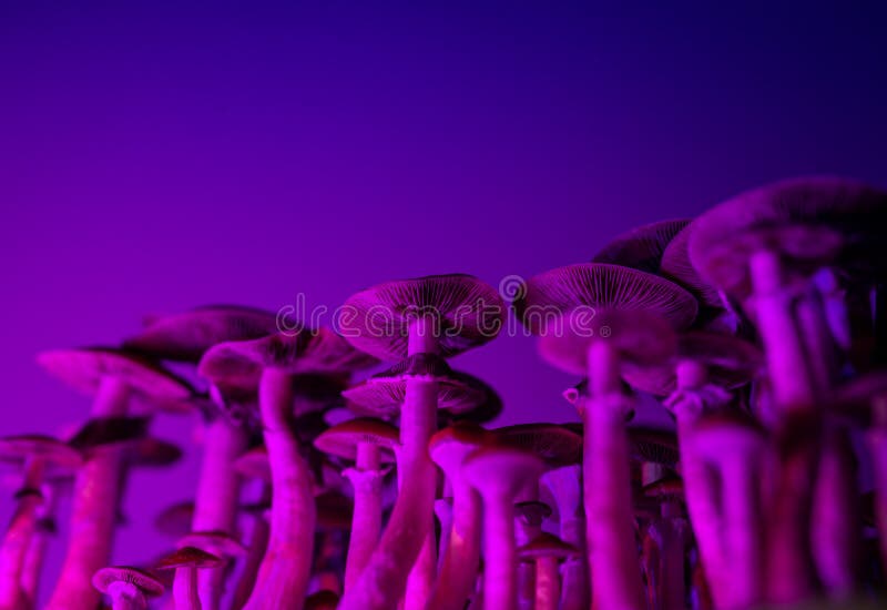 Growing Magic Mushrooms Psilocybe Cubensis Stock Image - Image of ...