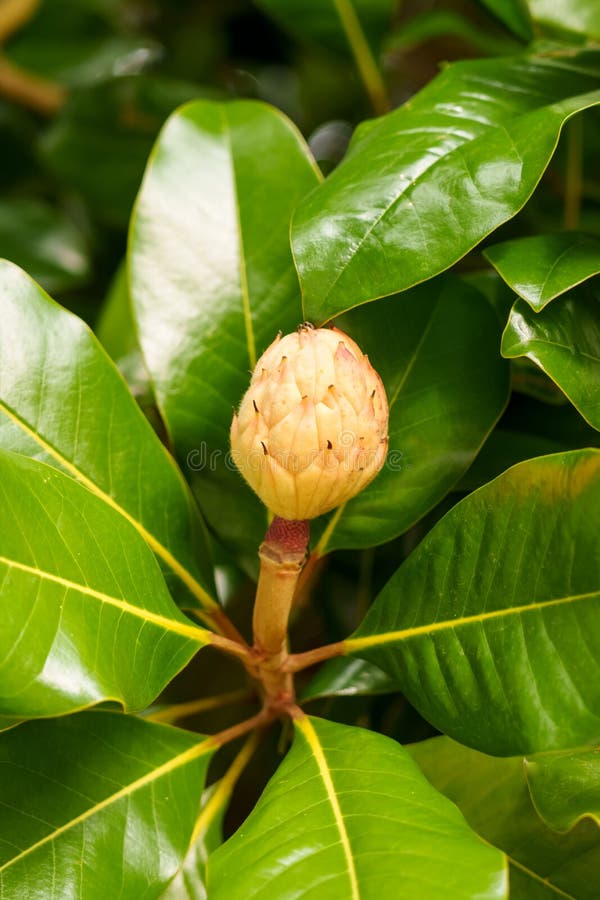 Growing Magnolia Tree Fruit with Succulent Green Leaves Stock Photo ...