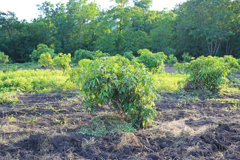 Growing Mango Field in Valley of Thailand Stock Photo - Image of green ...