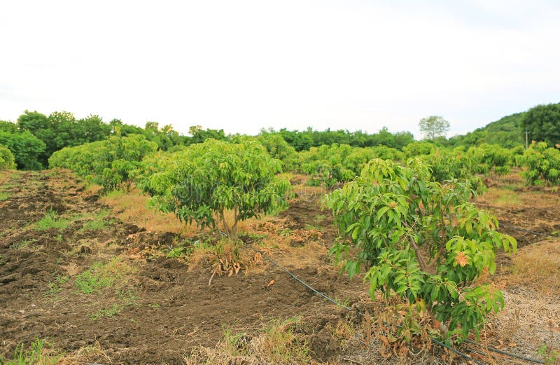 Mango Field,mango Farm with Blue Sky Background.Agricultural Con Stock ...