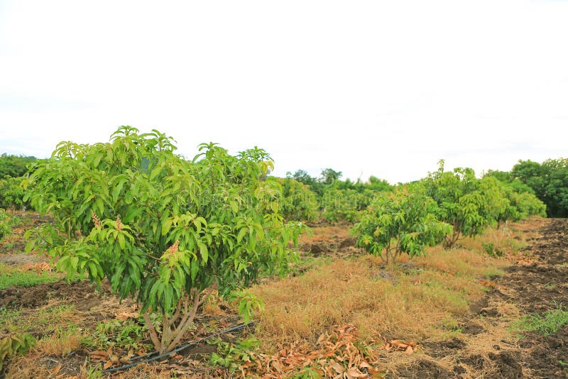 Growing Mango Field in Valley of Thailand Stock Image - Image of forest ...