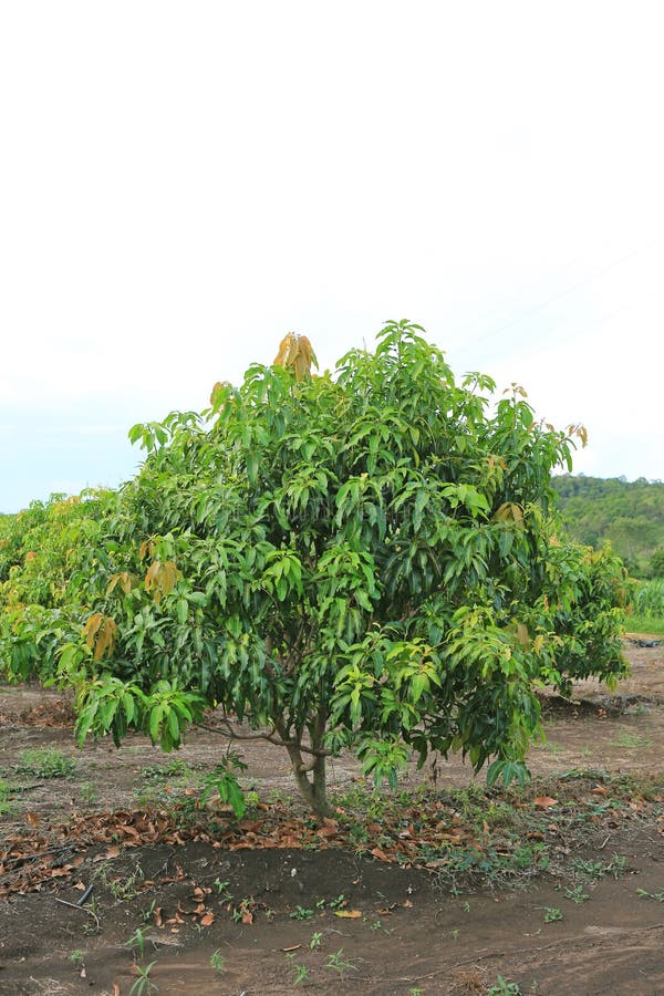 Growing Mango Field in Valley of Thailand Stock Photo - Image of ...