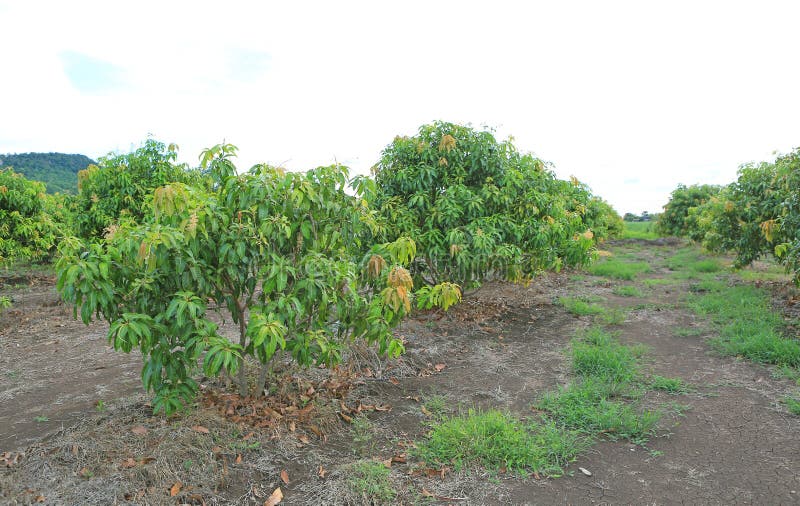 Mango Field,mango Farm Blue Sky Background ,retouching By Adding Sky ...