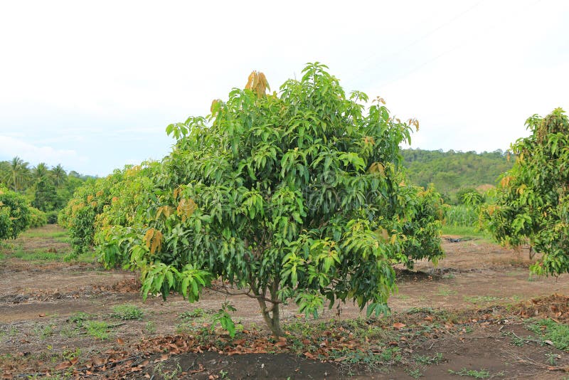 Mango Field,mango Farm with Blue Sky Background.Agricultural Background ...