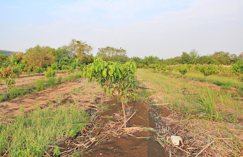 Mango Field,mango Farm With Blue Sky Background.Agricultural Con Stock ...