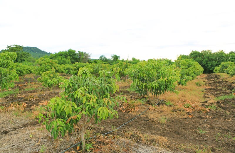 Growing Mango Field in Valley of Thailand Stock Photo - Image of green ...
