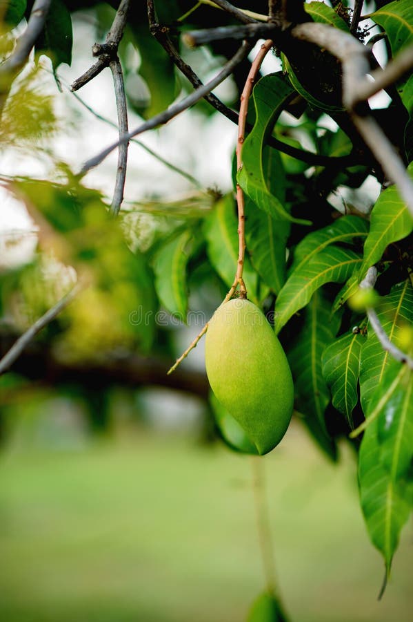 Growing on the Mango Tree. Nam Dok Mai Mango Young Mango Stock Photo ...