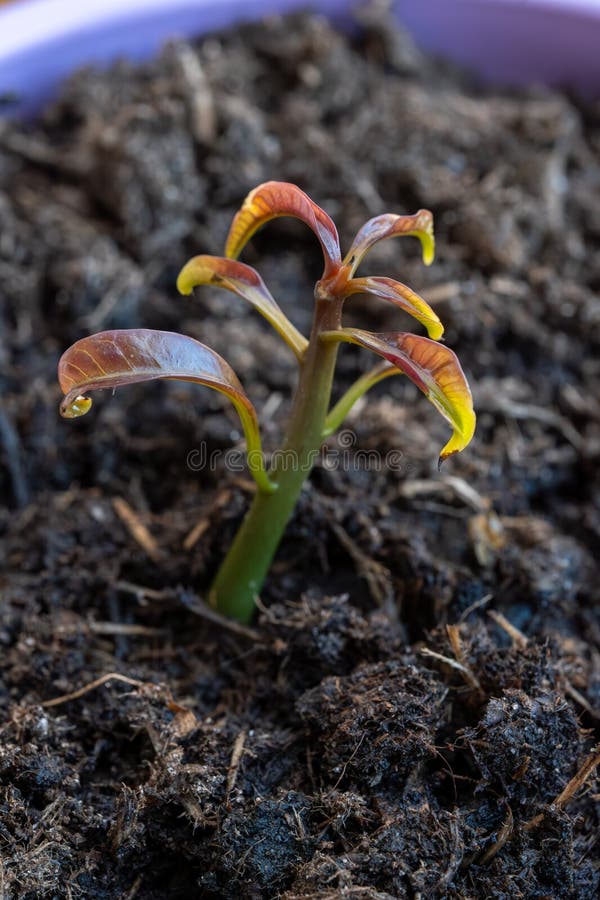 Growing Mango Tree Tropical Fruit from a Seed, Germinated Sprout with ...