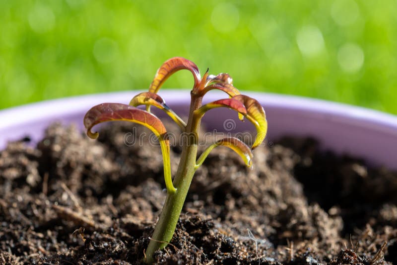Growing Mango Tree Tropical Fruit from a Seed, Germinated Sprout with ...