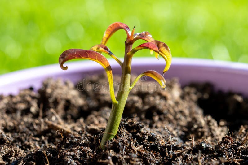 Growing Mango Tree Tropical Fruit Seed Germinated Sprout Leaves Ground ...