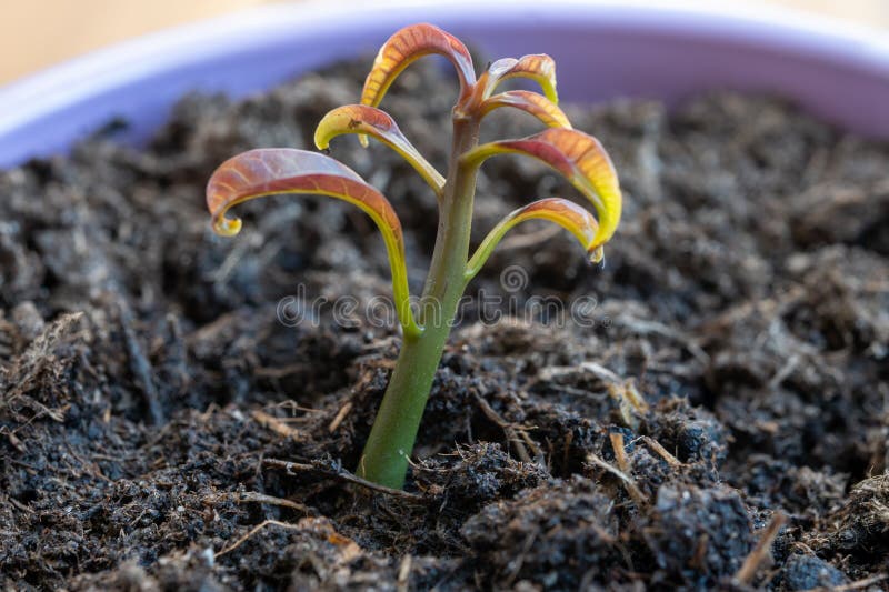 Growing Mango Tree Tropical Fruit from a Seed, Germinated Sprout with ...