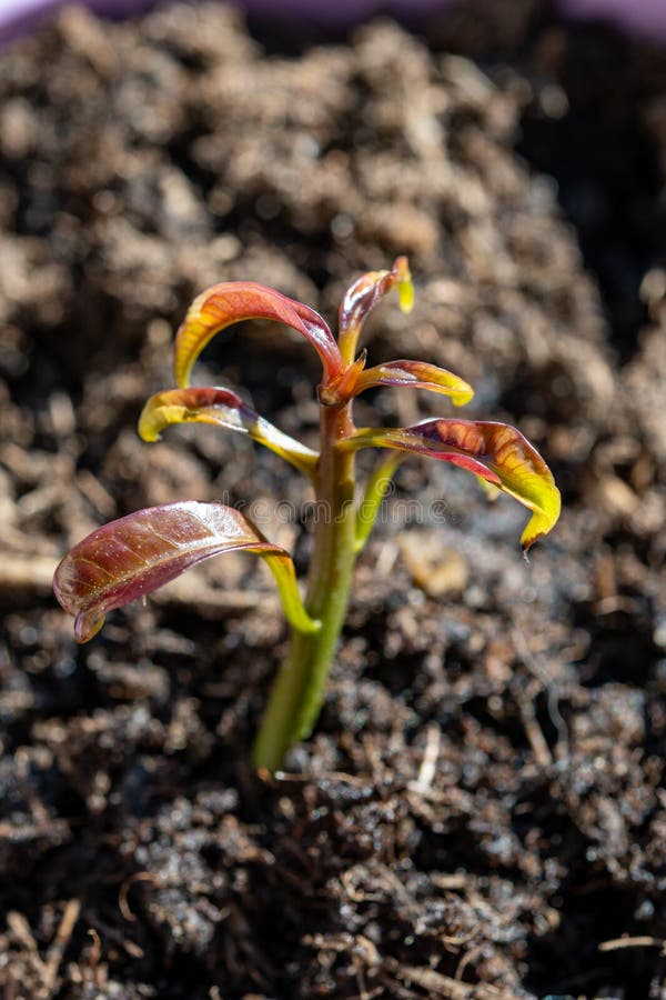 Growing Mango Tree Tropical Fruit from a Seed, Germinated Sprout with ...