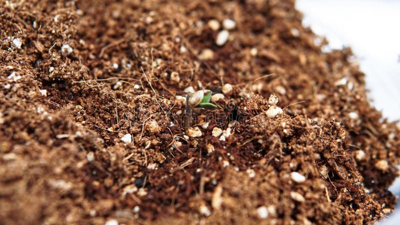 Growing Marijuana Sprouts from Grains Close-up Stock Image - Image of ...