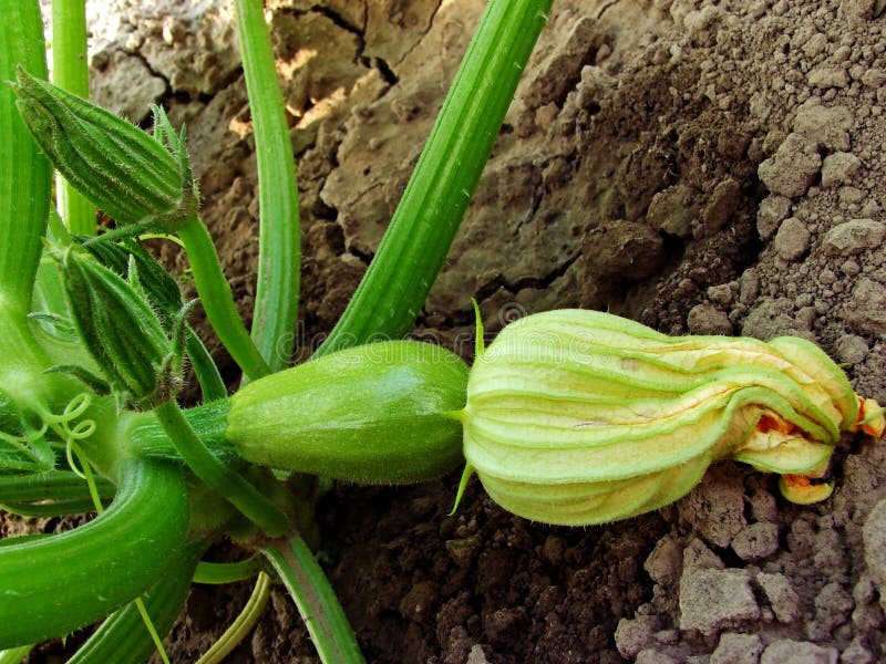 Growing marrow stock photo. Image of kitchen, squash - 10133046