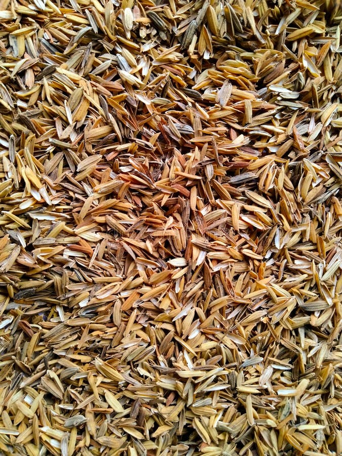 Growing Media Made of Burned Rice Bran Stock Photo - Image of gardening ...