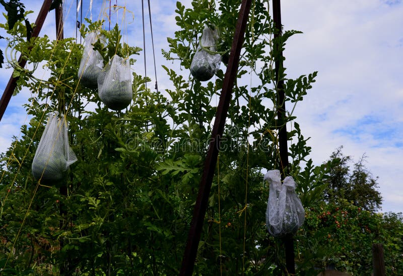 Growing Melons Cannot Do without a Support Net, Which Carries the ...