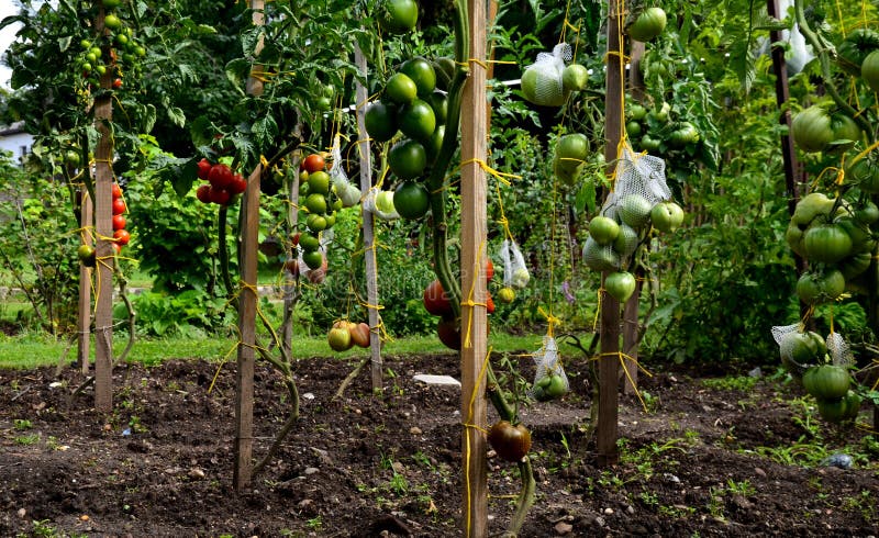 Growing Melons Cannot Do without a Support Net, Which Carries the ...