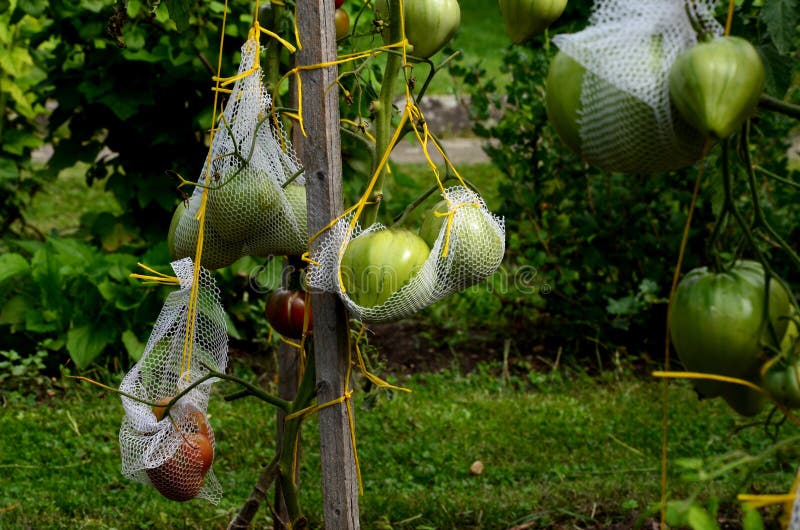 Growing Melons Cannot Do without a Support Net, Which Carries the ...