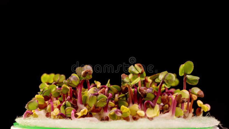 Growing Micro Green Plants in Timelapse. Sprouts Germination Newborn ...
