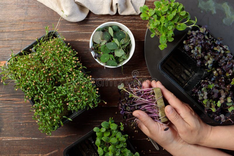 Growing Micro-greenery for Home, Restaurants. Hands Take Out the Micro ...