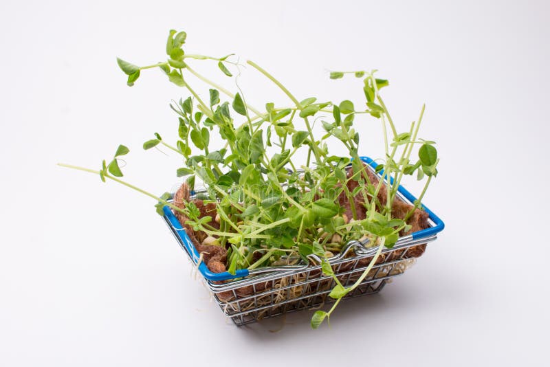 Growing Micro Greens in a Pot. Stock Photo - Image of greens, eating ...