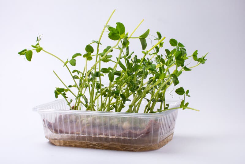 Growing Micro Greens in a Pot. Stock Photo - Image of eating, vegan ...