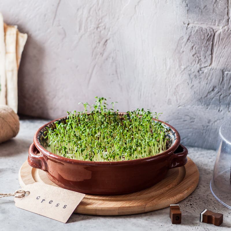 Sprouting Micro Greens stock photo. Image of arugula - 149350356