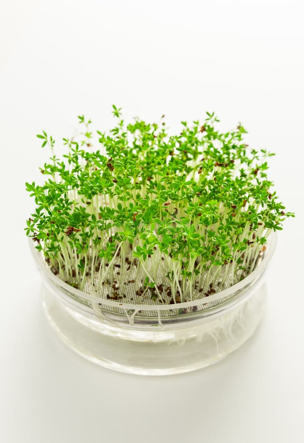 Growing Microgreens and Cress in Glass Seed Tray Stock Photo - Image of ...