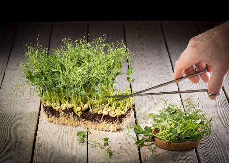 Growing Microgreens. Cutting Green Peas with Scissors, Rustic Style ...